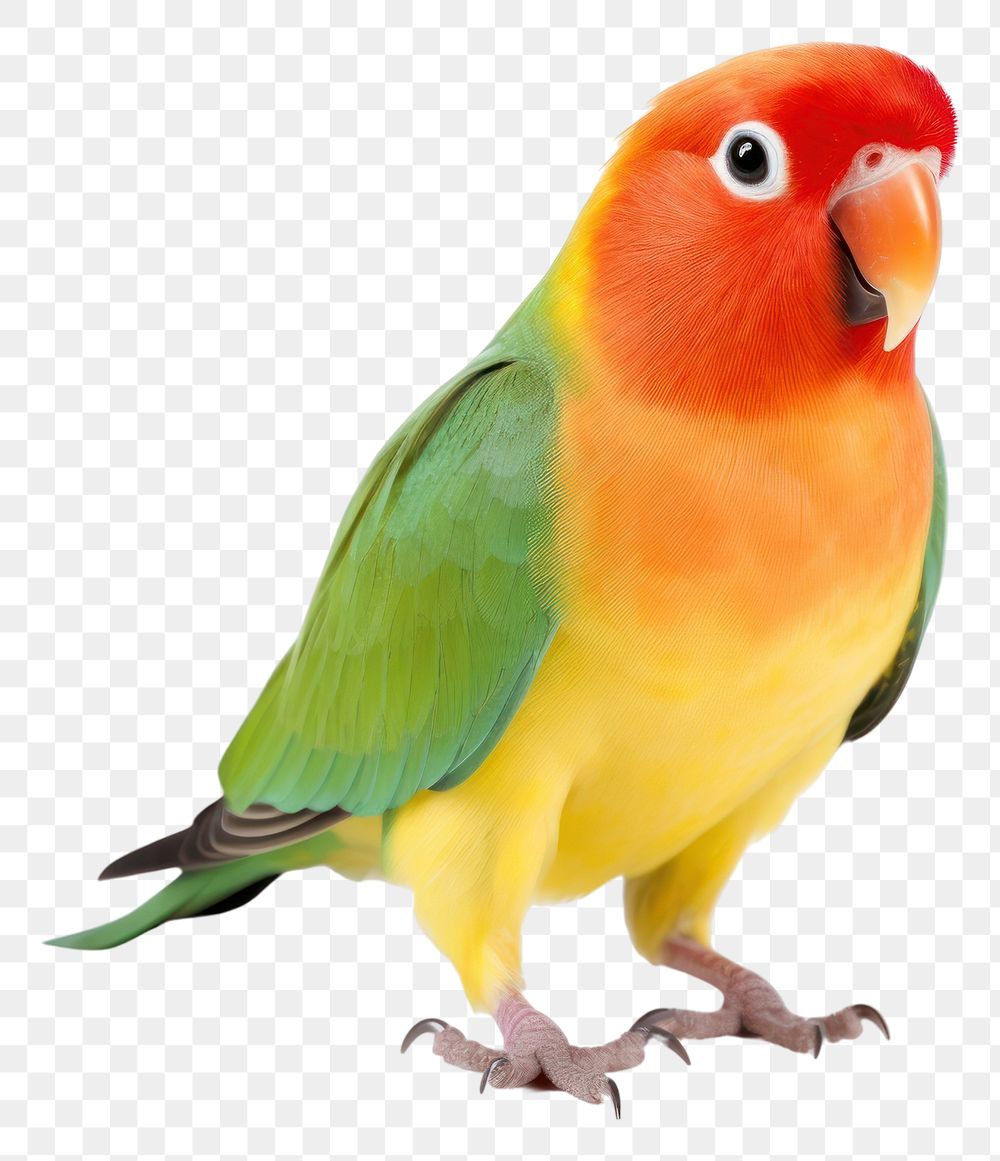 PNG Bird lovebird parrot animal. | Premium PNG - rawpixel