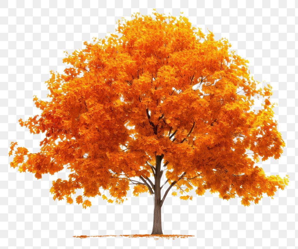 PNG Tree plant maple leaf. | Premium PNG - rawpixel