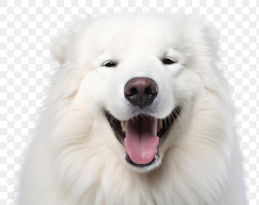 PNG Dog samoyed mammal animal. | Premium PNG - rawpixel