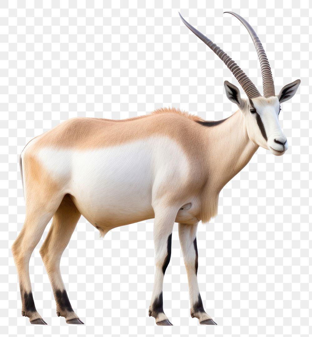 PNG Wildlife animal mammal livestock. | Premium PNG - rawpixel