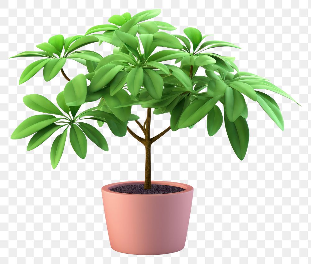 PNG Schefflera bonsai plant leaf. | Free PNG - rawpixel