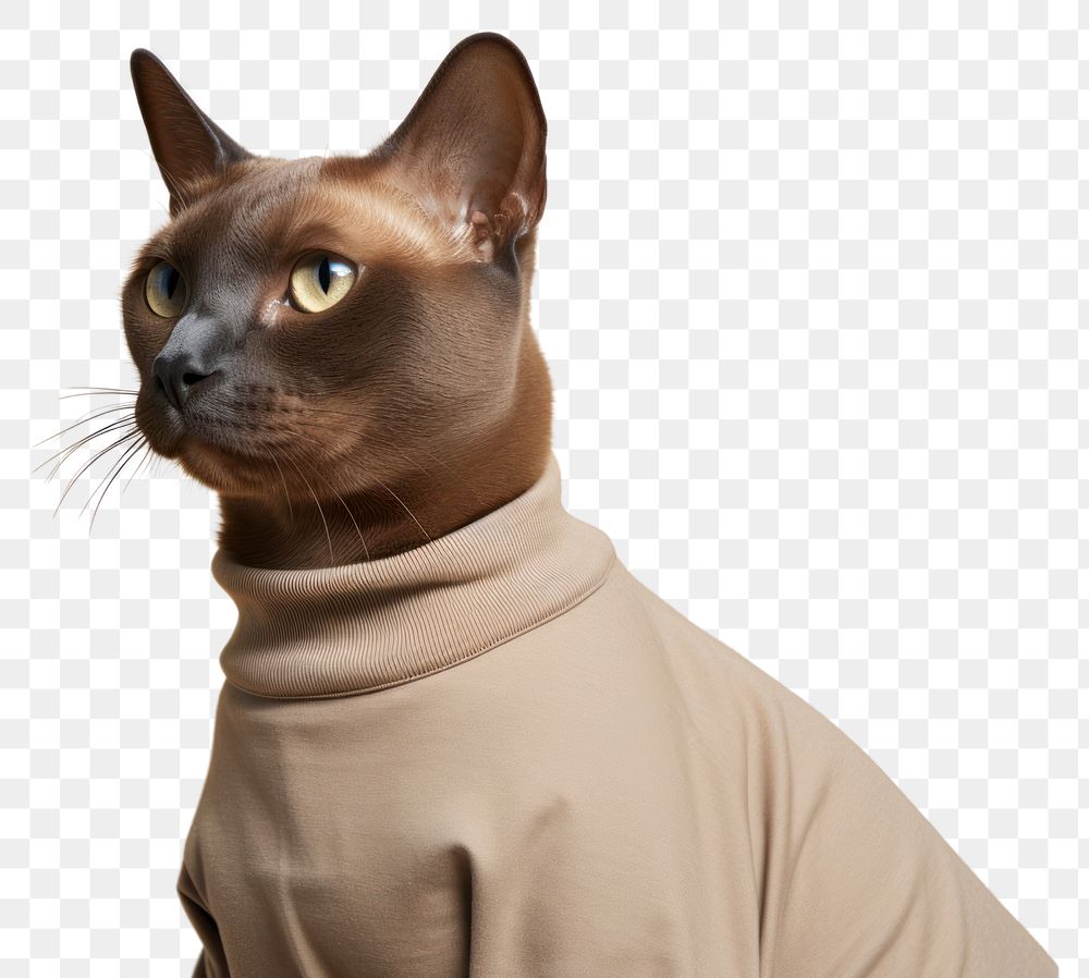 PNG Animal mammal pet cat. | Premium PNG - rawpixel