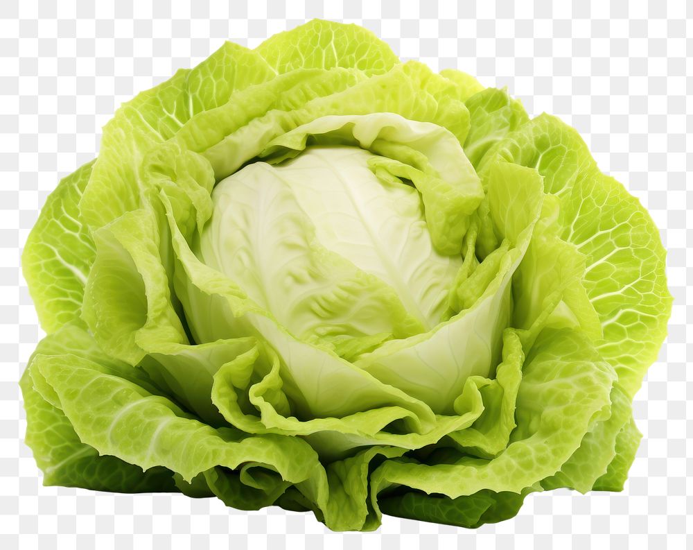 PNG Iceberg lettuce cabbage vegetable | Free PNG - rawpixel