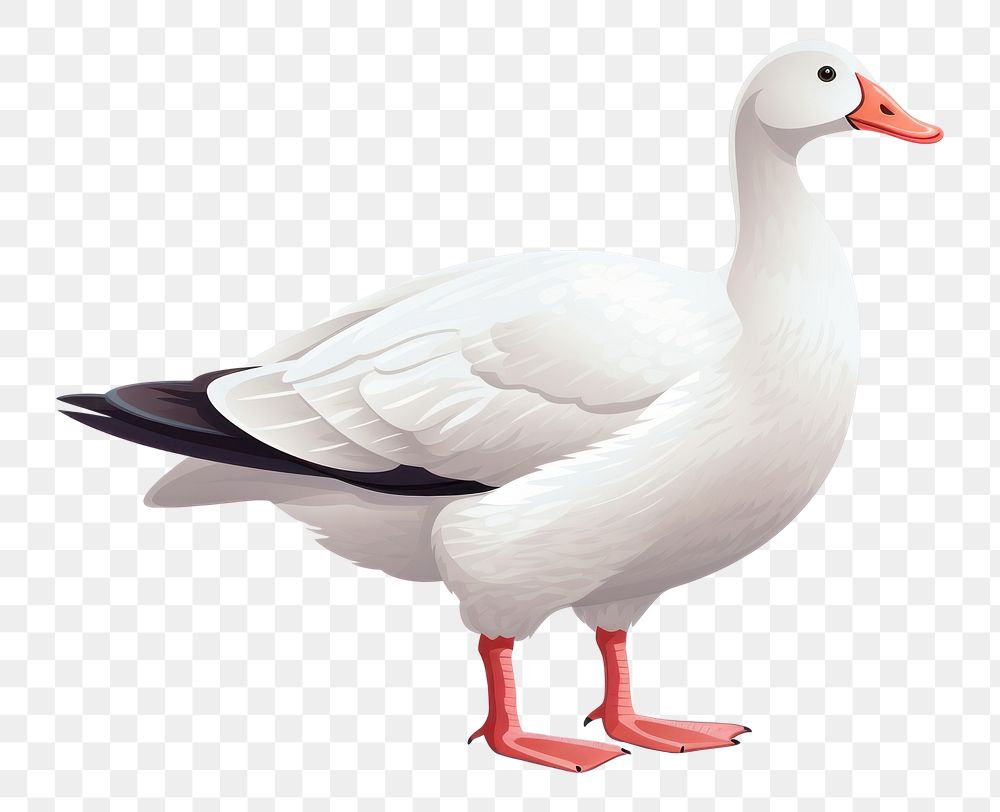 PNG Snow goose animal white | Premium PNG - rawpixel