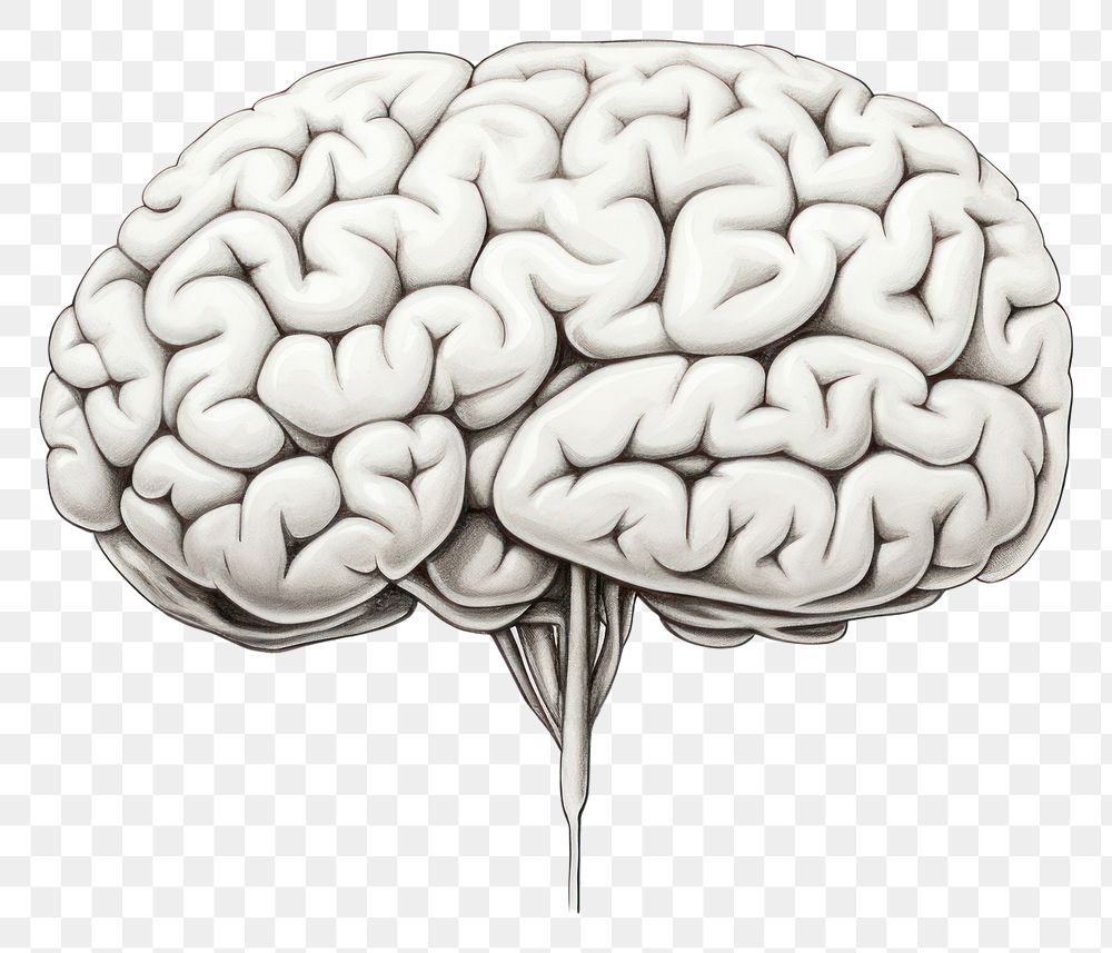 PNG Drawing sketch brain illustrated. | Free PNG - rawpixel