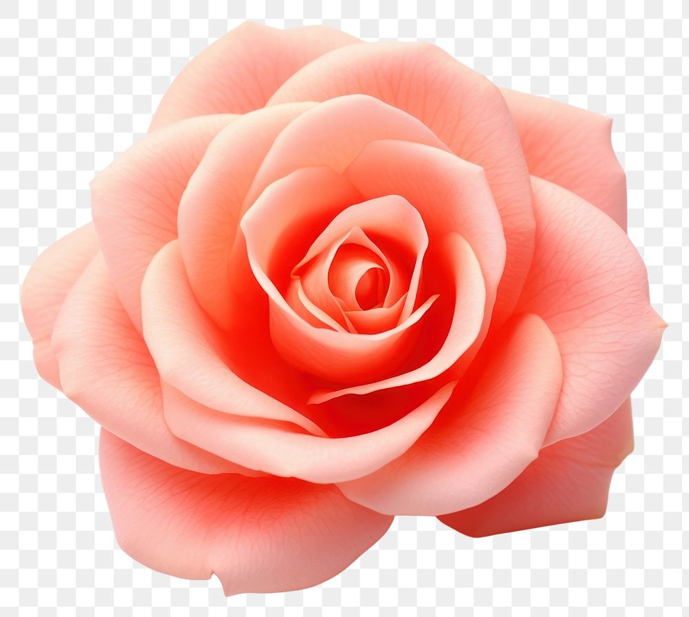 PNG Coral rose flower petal | Premium PNG - rawpixel