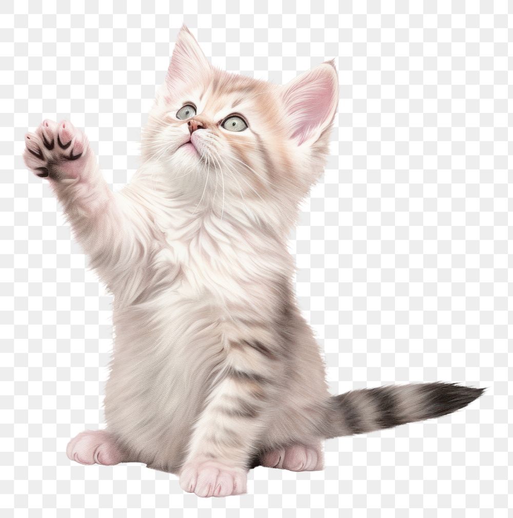 PNG Cat mammal animal kitten. | Premium PNG - rawpixel