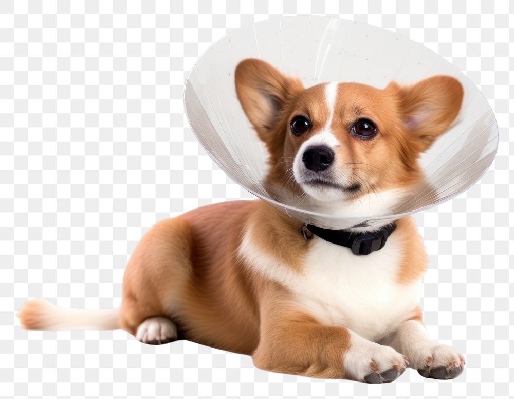 PNG Dog sleeping animal mammal | Free PNG - rawpixel