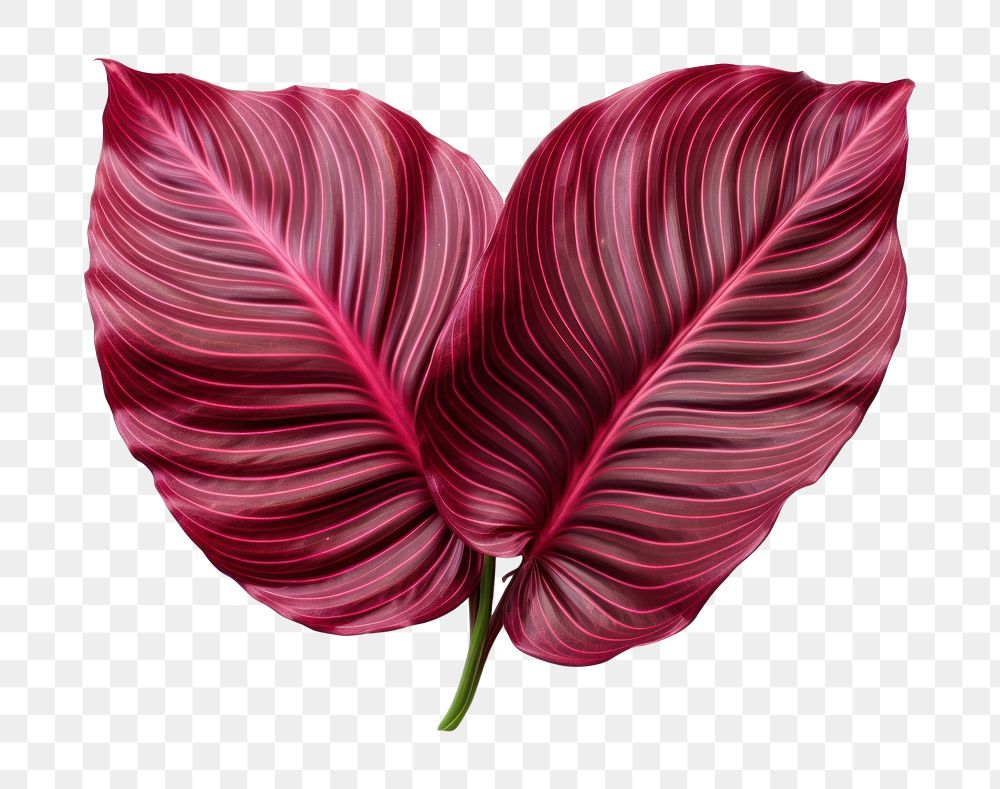 PNG Calathea leave petal plant | Premium PNG - rawpixel