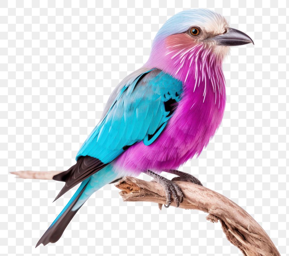 PNG Animal bird beak wildlife. | Premium PNG - rawpixel