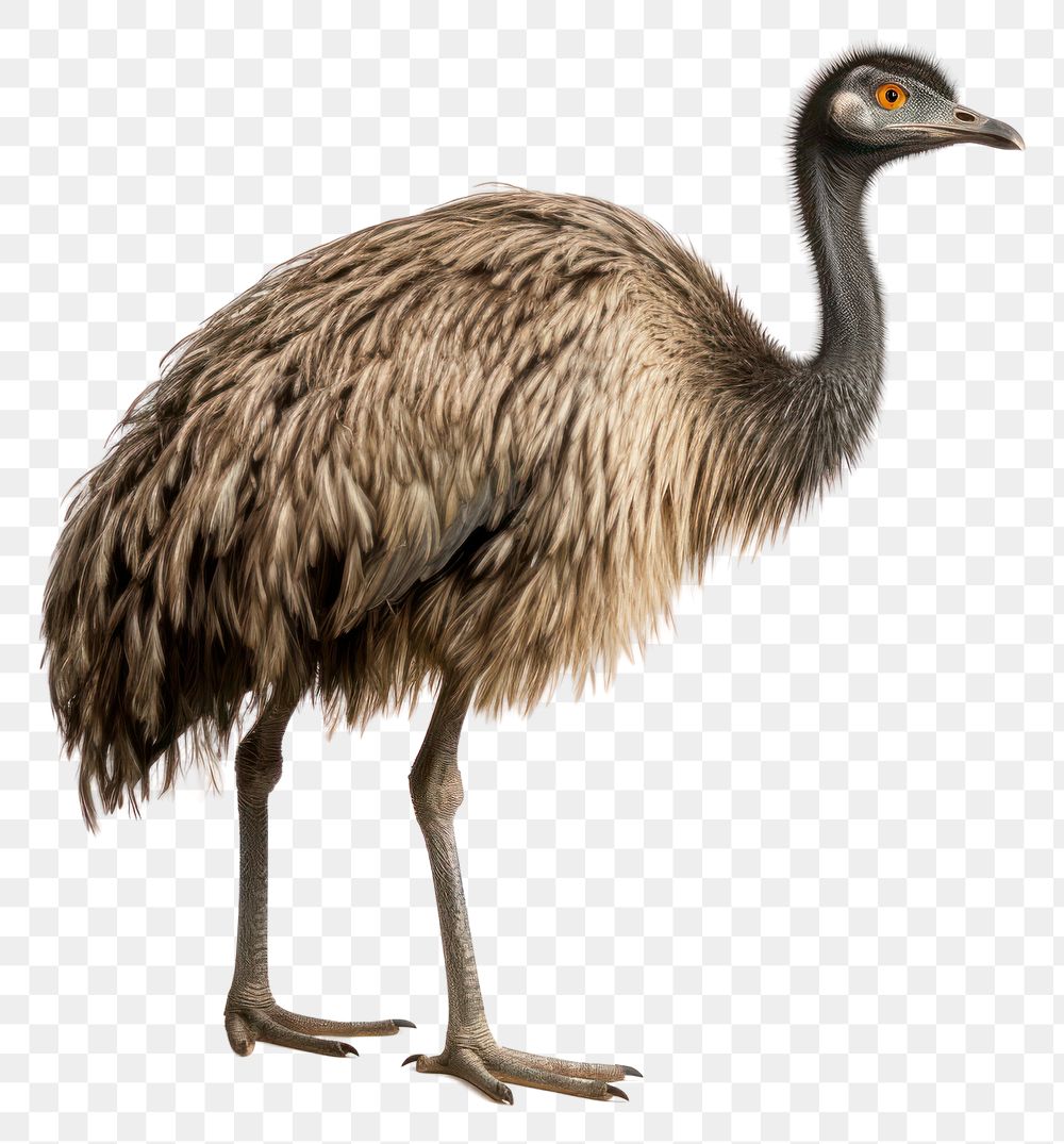 PNG Emu animal bird beak. | Free PNG - rawpixel
