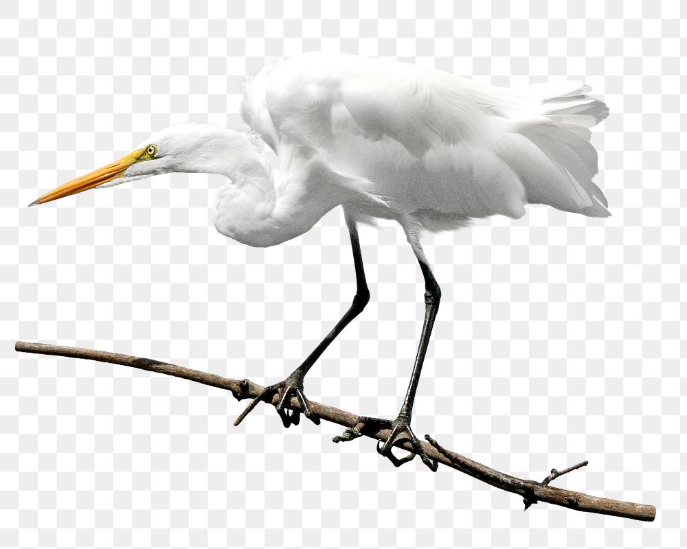 Great egret bird png, transparent | Free PNG - rawpixel