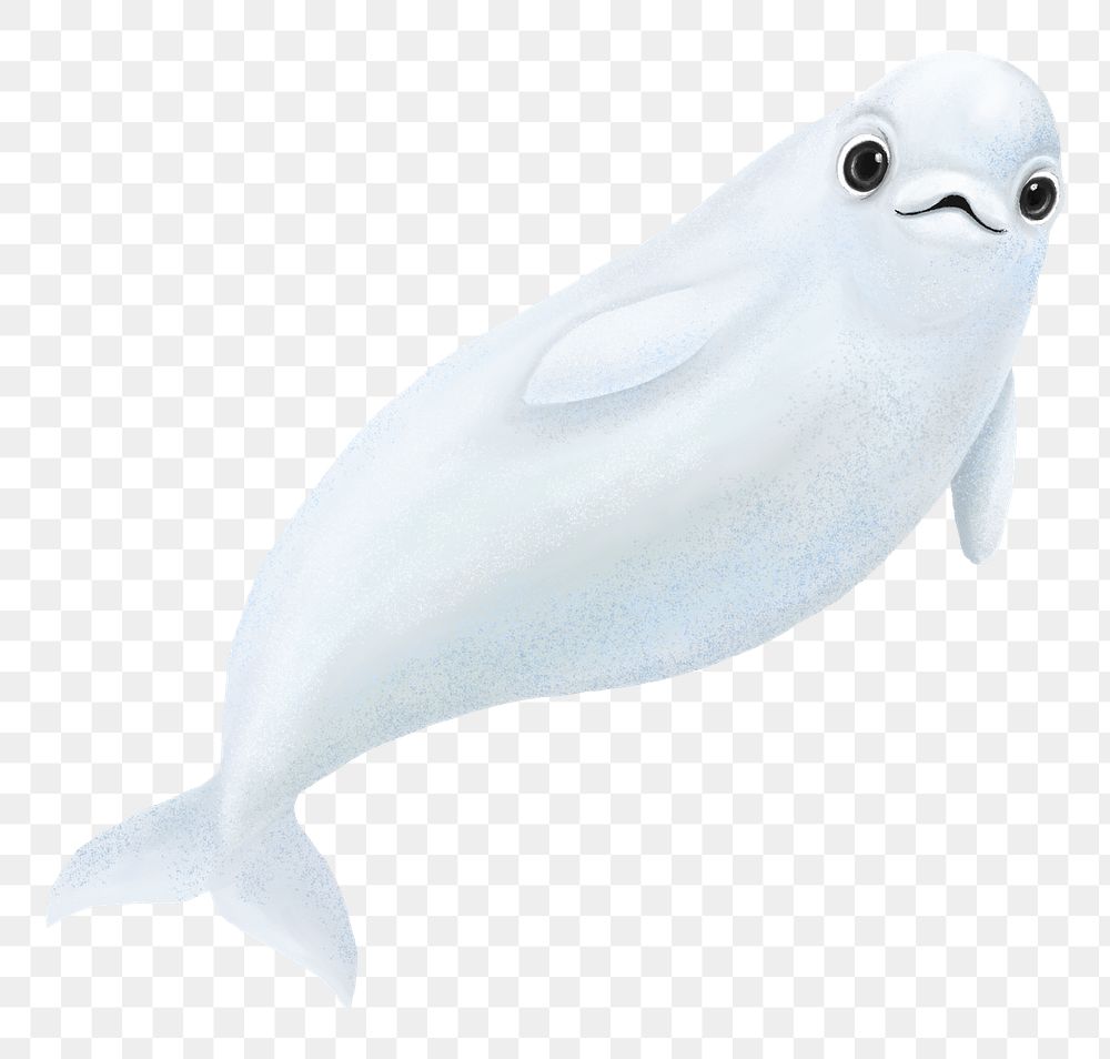 Cute beluga whale png sticker, | Premium PNG - rawpixel
