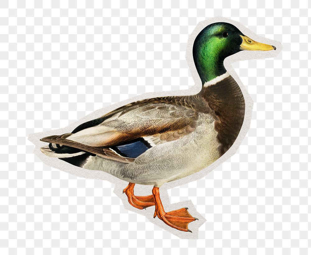 PNG Mallard bird sticker with white | Premium PNG - rawpixel