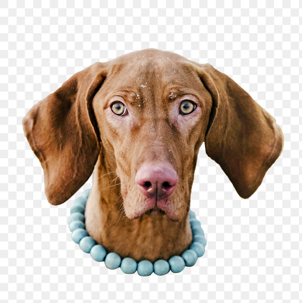 Vizsla dog png, transparent background | Free PNG - rawpixel