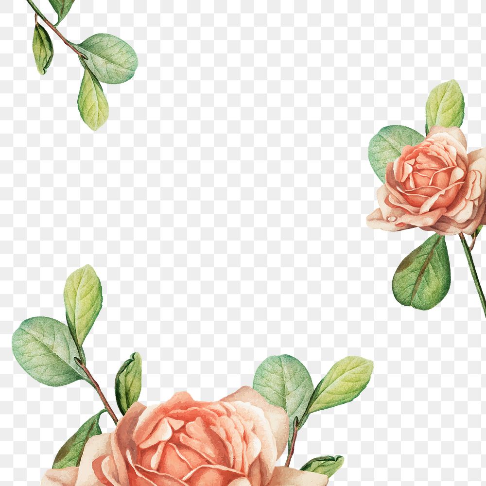 Aesthetic rose png border, transparent | Premium PNG - rawpixel