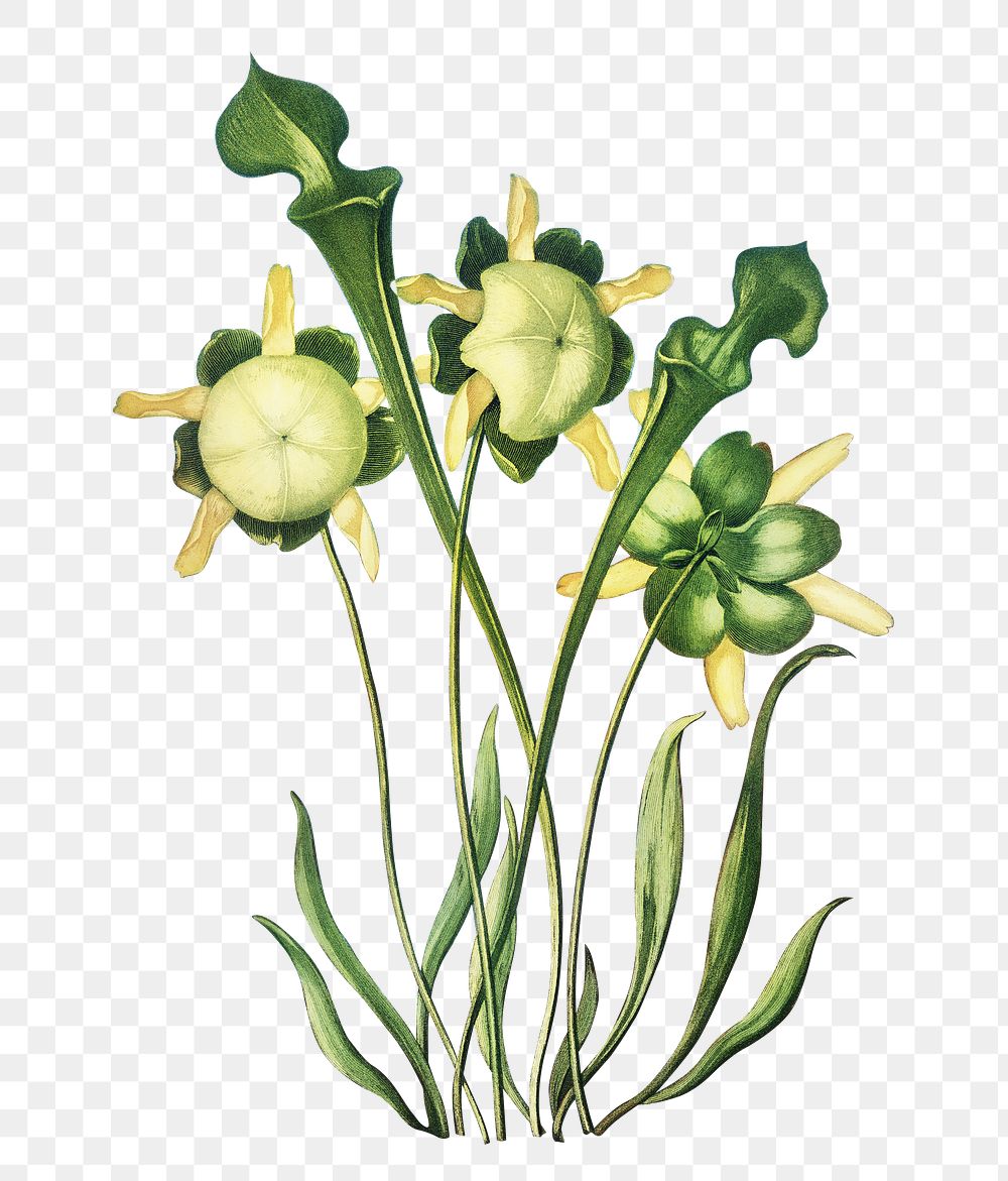 Pitfall Images | Free Photos, PNG Stickers, Wallpapers & Backgrounds ...