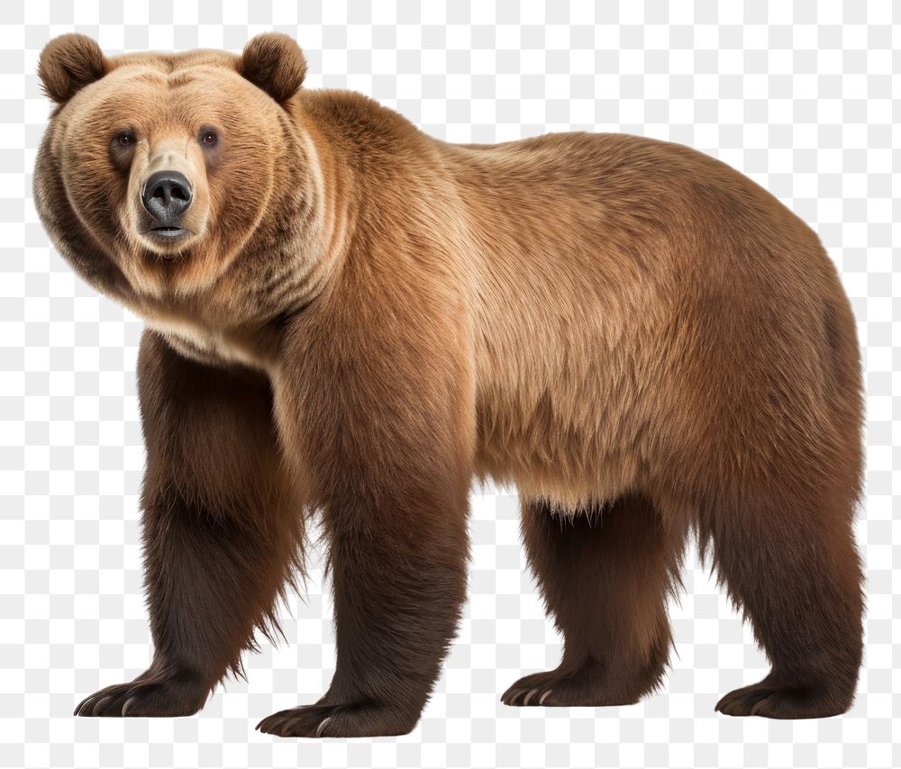 PNG Brown bear wildlife mammal | Premium PNG - rawpixel