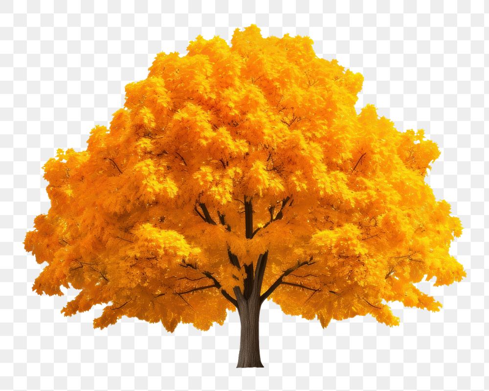 PNG Maple maple tree plant. | Premium PNG - rawpixel