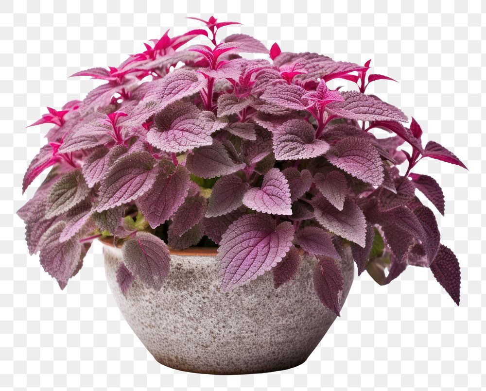 PNG Coleus flower plant leaf. | Premium PNG - rawpixel