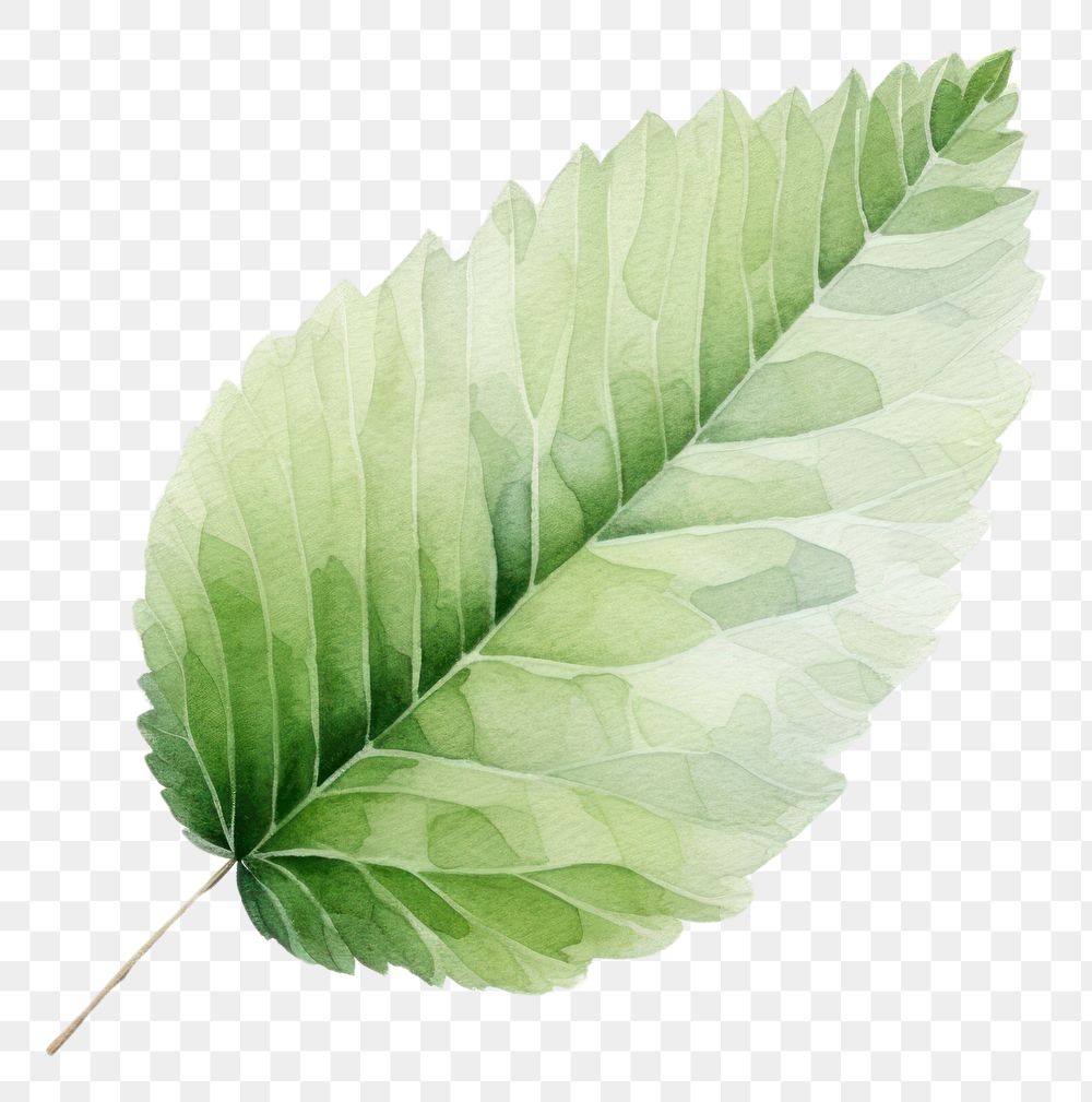 PNG Watercolor 1 beech leaf | Free PNG - rawpixel