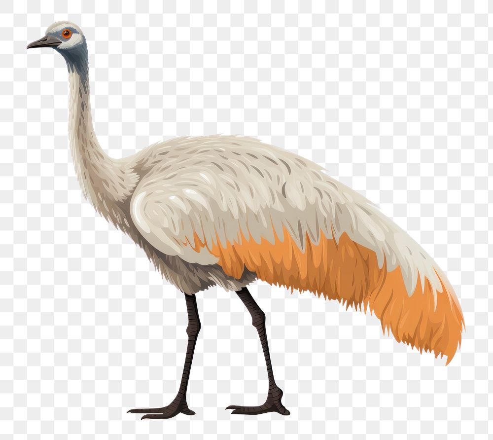 PNG Emu emu animal bird. | Premium PNG - rawpixel