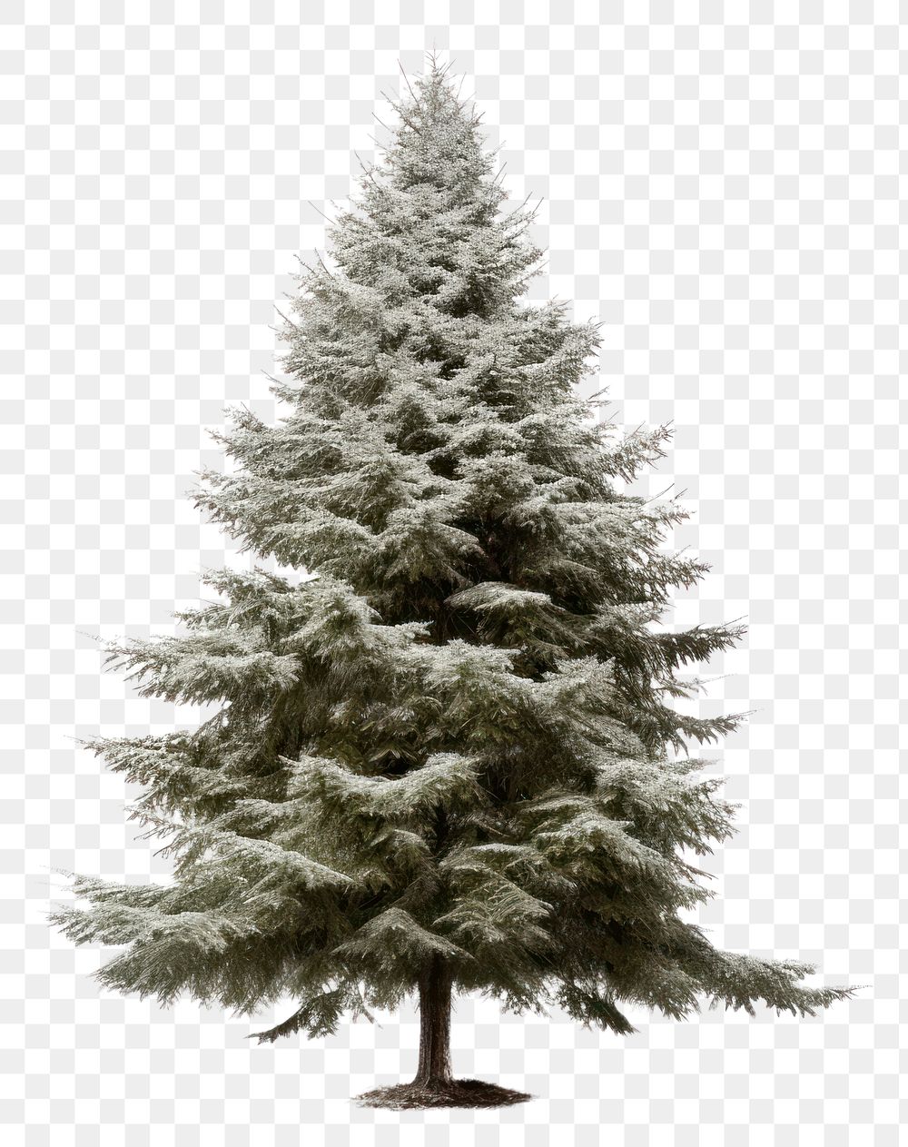 PNG Pacific silver fir tree | Premium PNG - rawpixel