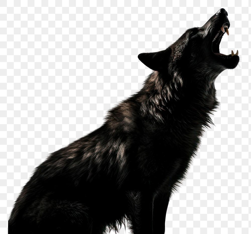 PNG black wolf howling mammal | Premium PNG - rawpixel
