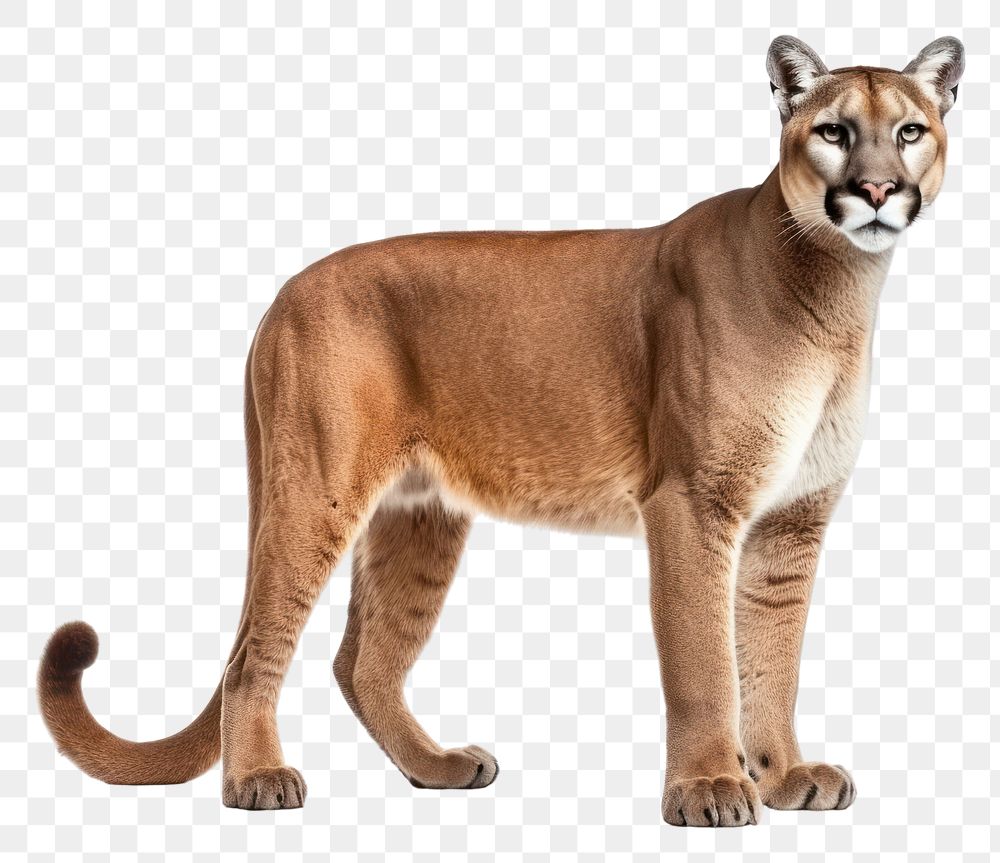 PNG Puma concolor wildlife animal | Free PNG - rawpixel
