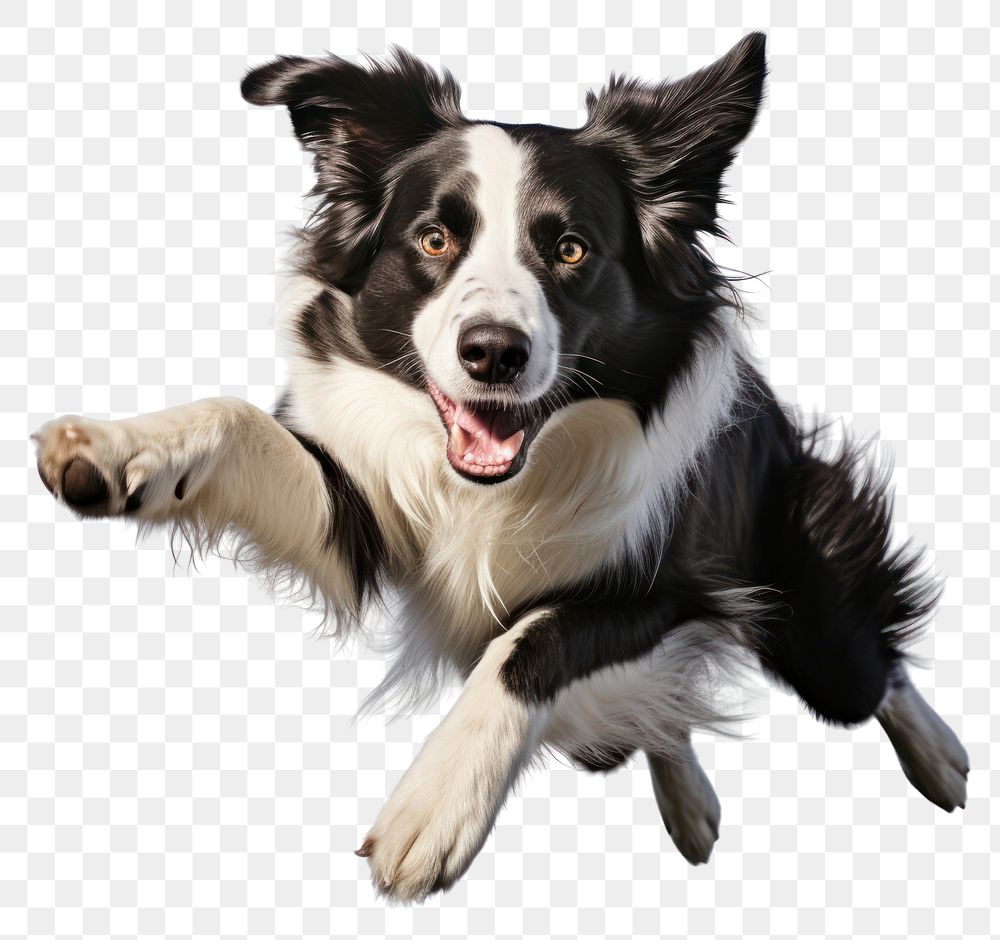 PNG Border Collie mammal animal | Premium PNG - rawpixel