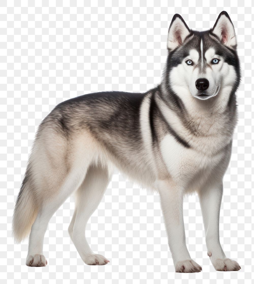 PNG Siberian Husky mammal animal | Free PNG - rawpixel