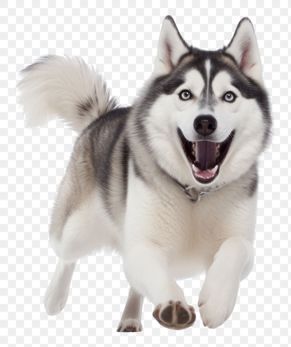 PNG Siberian Husky mammal animal | Premium PNG - rawpixel