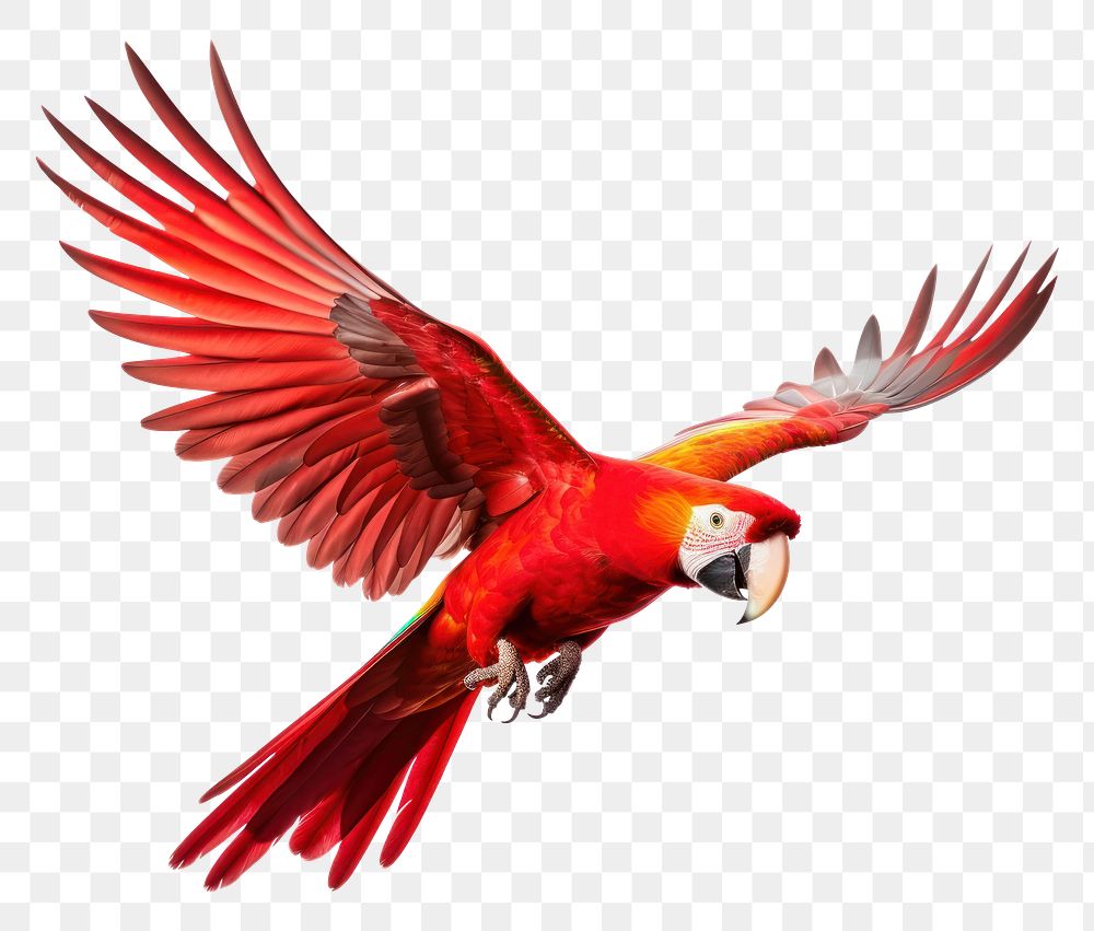 PNG Red parrot animal flying | Free PNG - rawpixel