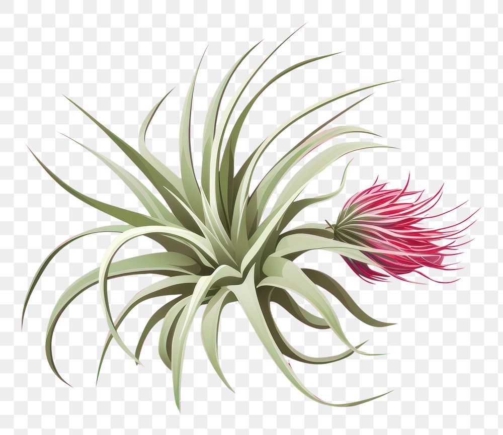 PNG Air Plants plant flower | Free PNG - rawpixel