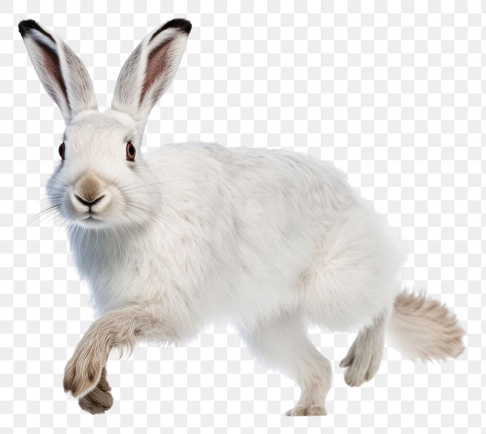 PNG Hare animal mammal rodent. | Premium PNG - rawpixel