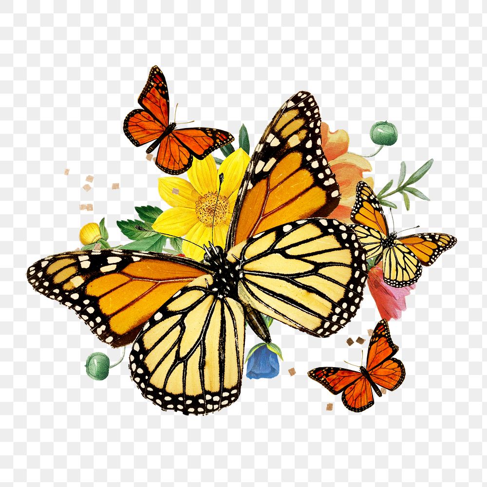 Monarch butterflies aesthetic, creative remix | Premium PNG - rawpixel
