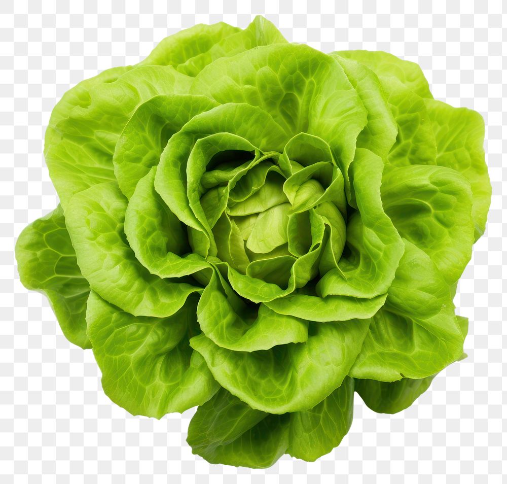 PNG Batavia lettuce salad rosette | Premium PNG - rawpixel