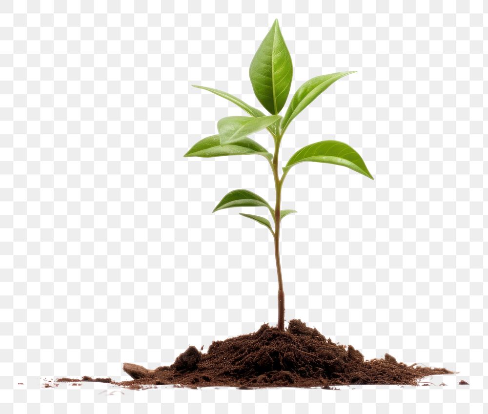 PNG plant sapling leaf soil | Premium PNG - rawpixel