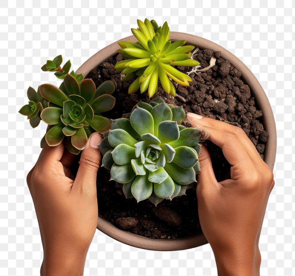 PNG Hand planting plant pot | Premium PNG - rawpixel
