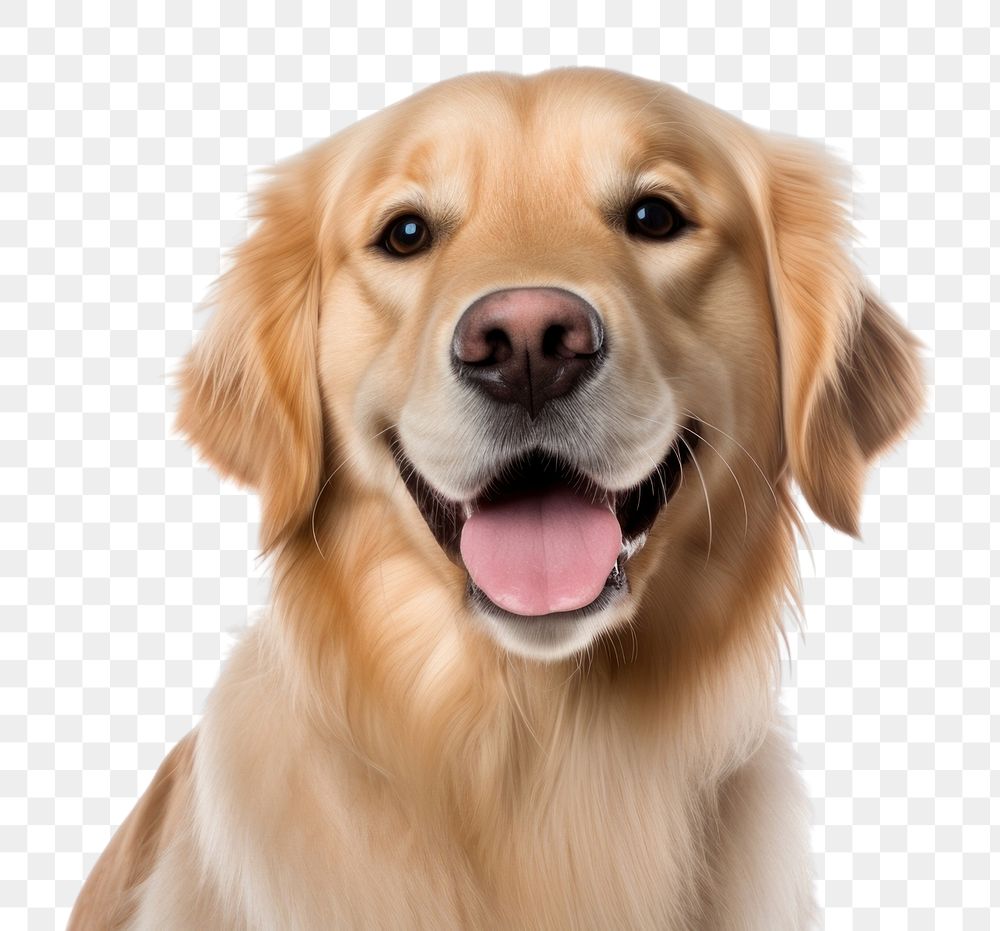 PNG Dog smile mammal animal | Premium PNG - rawpixel