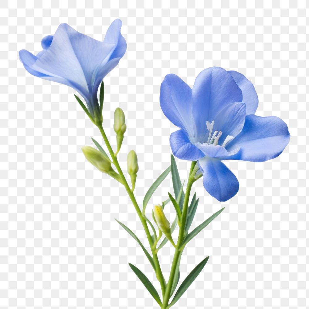 PNG Blue freesia flower blossom | Premium PNG - rawpixel