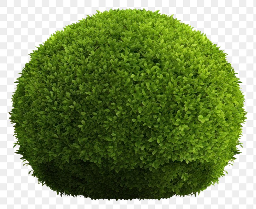 PNG Plant hedge tree vegetation | Premium PNG - rawpixel