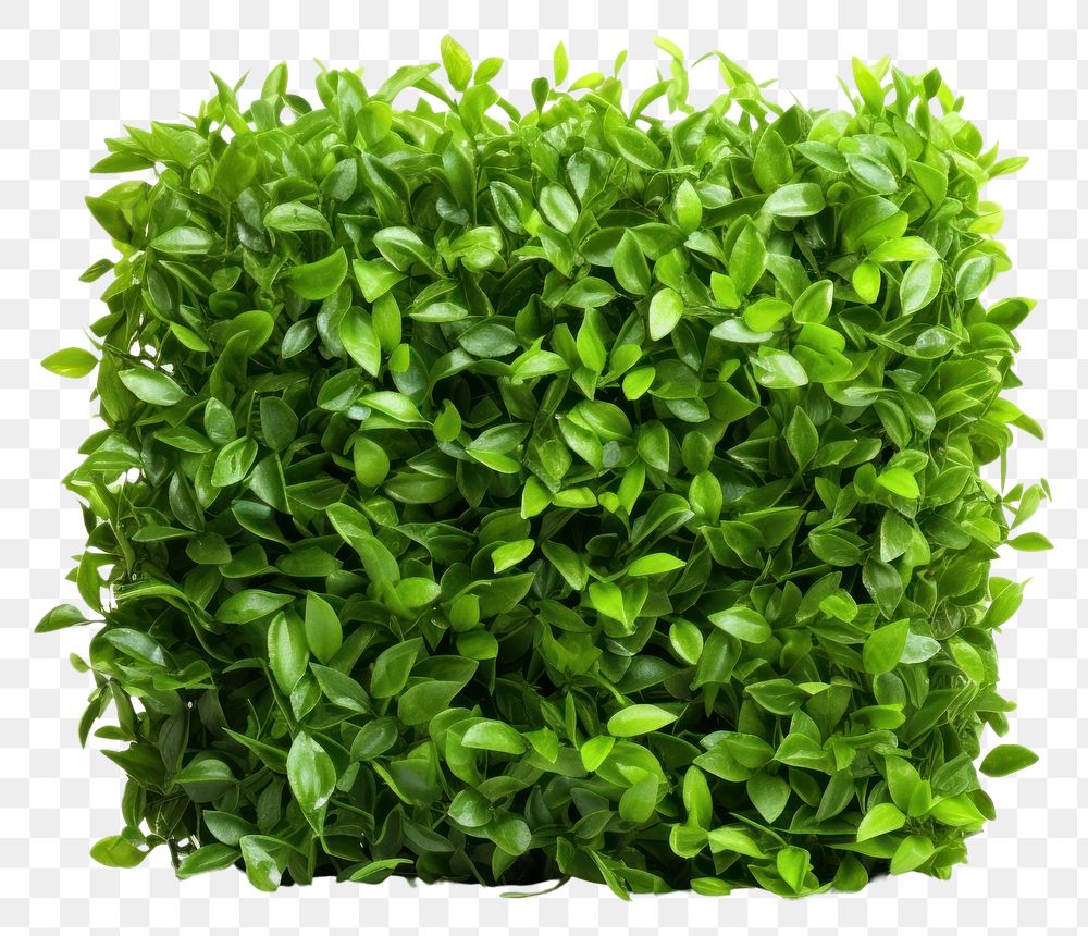 PNG Green light bush square | Premium PNG - rawpixel