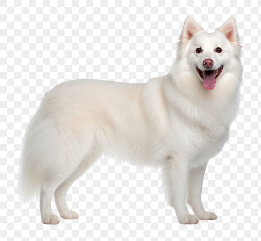 American Eskimo Images | Free Photos, PNG Stickers, Wallpapers ...
