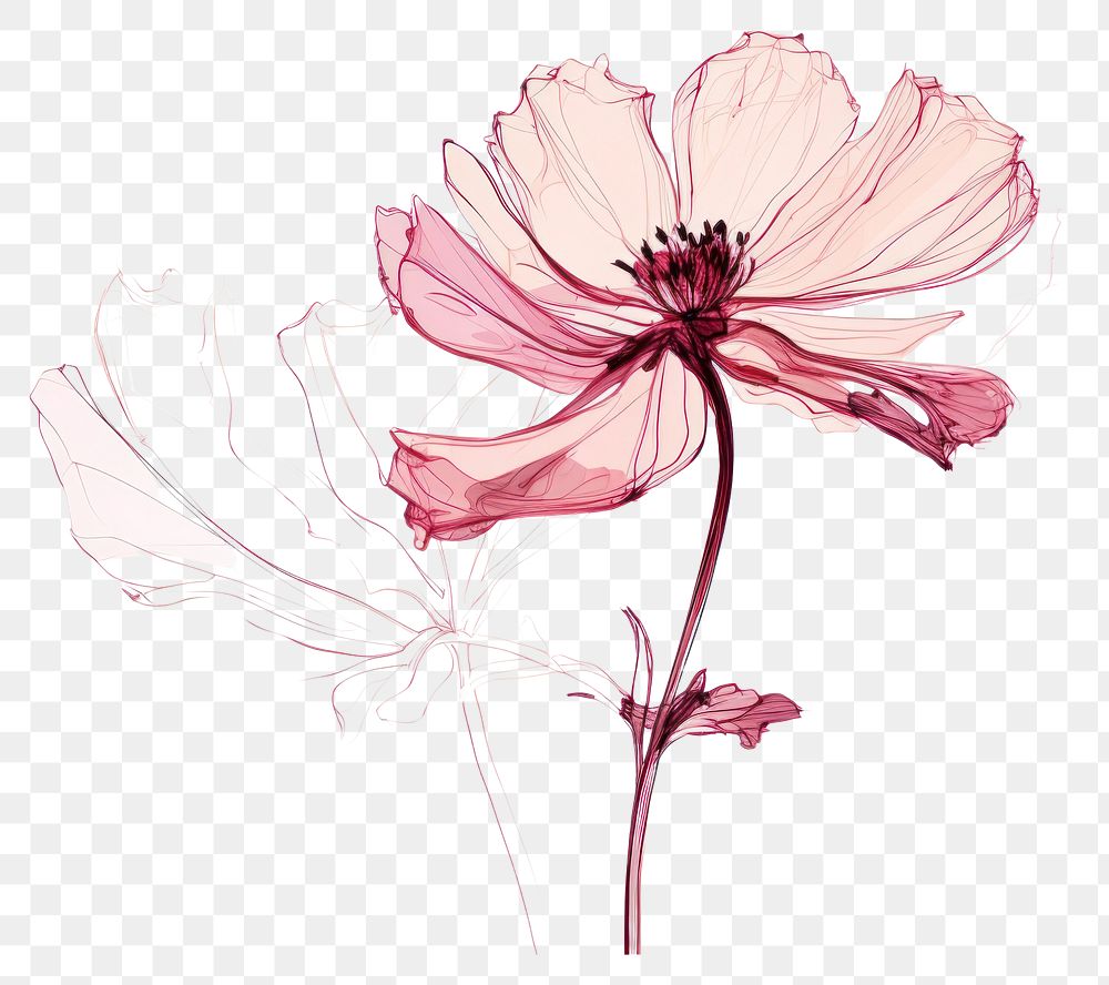 PNG Flower drawing flower blossom. | Free PNG - rawpixel