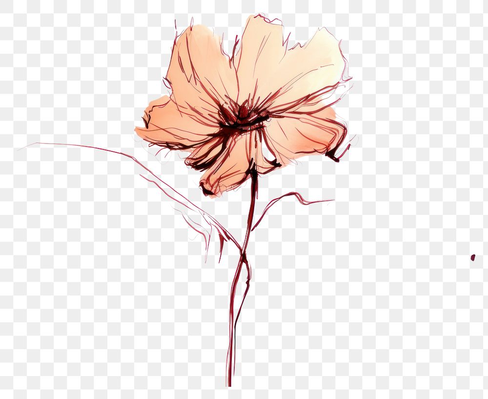 PNG Flower drawing flower sketch. | Free PNG - rawpixel