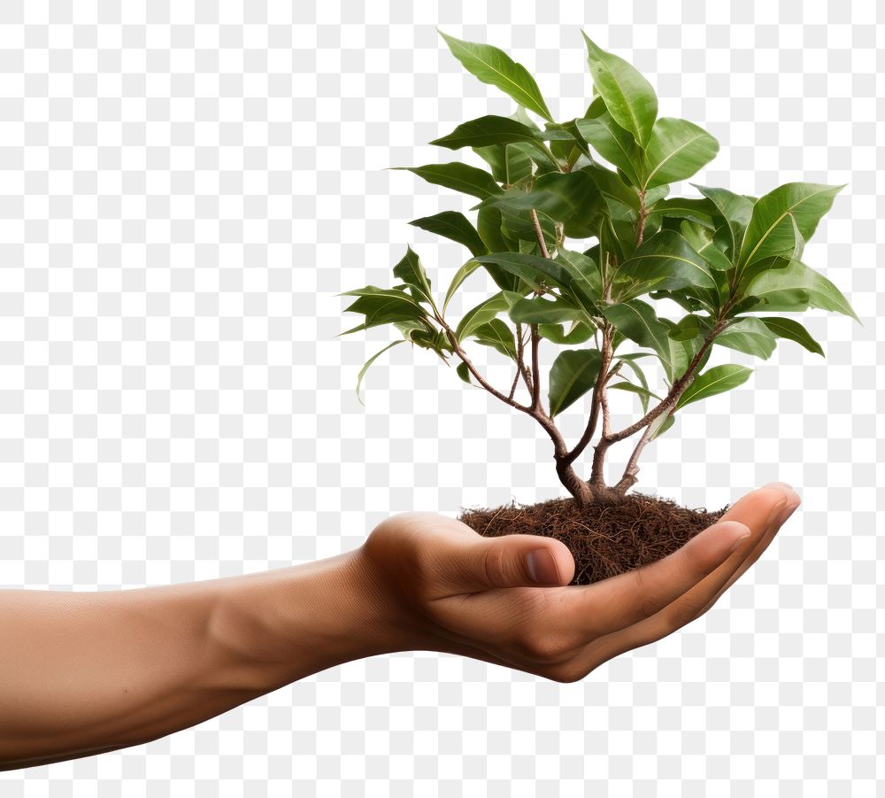 PNG Tree plant hand planting | Free PNG - rawpixel