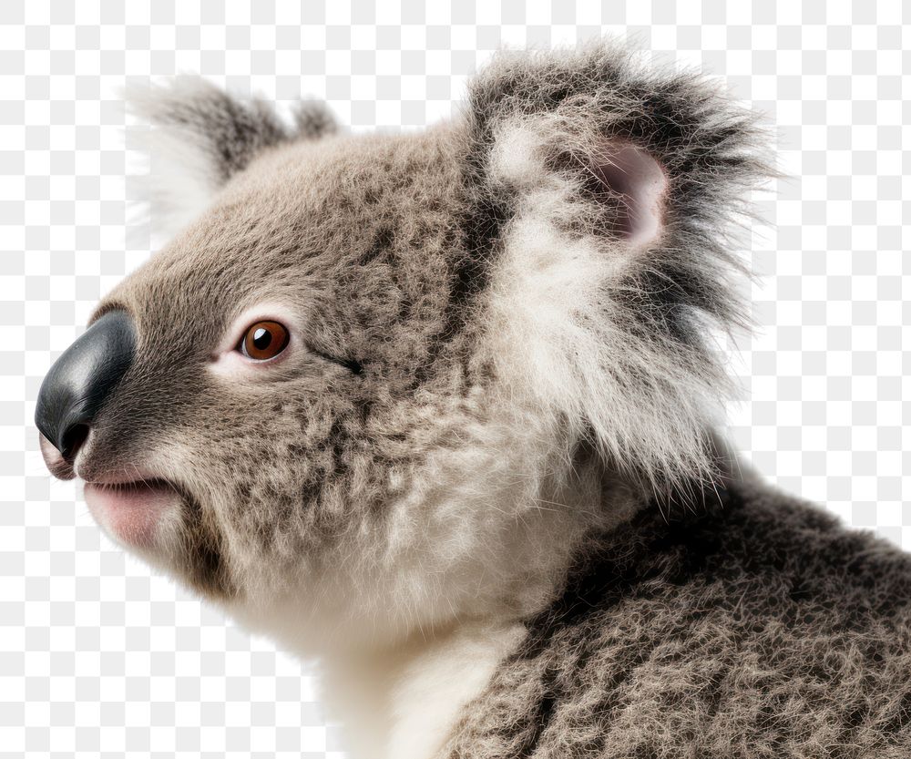 PNG Koala wildlife mammal animal | Free PNG - rawpixel