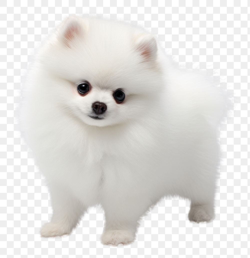 PNG Pomeranian mammal animal white. | Premium PNG - rawpixel