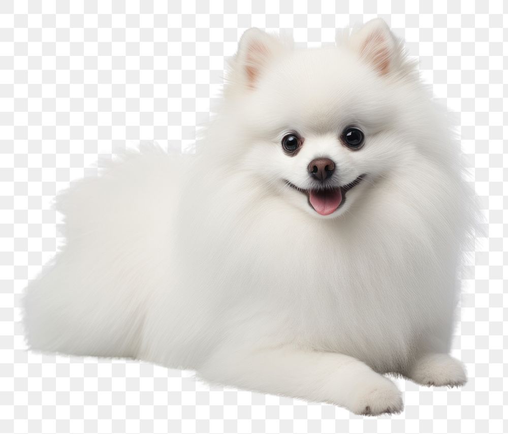 PNG Pomeranian mammal animal white. | Premium PNG - rawpixel